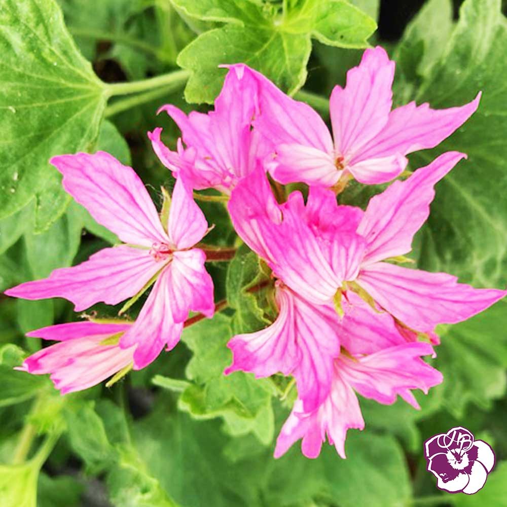 Géranium Odorant - En vente à l'Ets Horticole Boyer - Plein soleil
