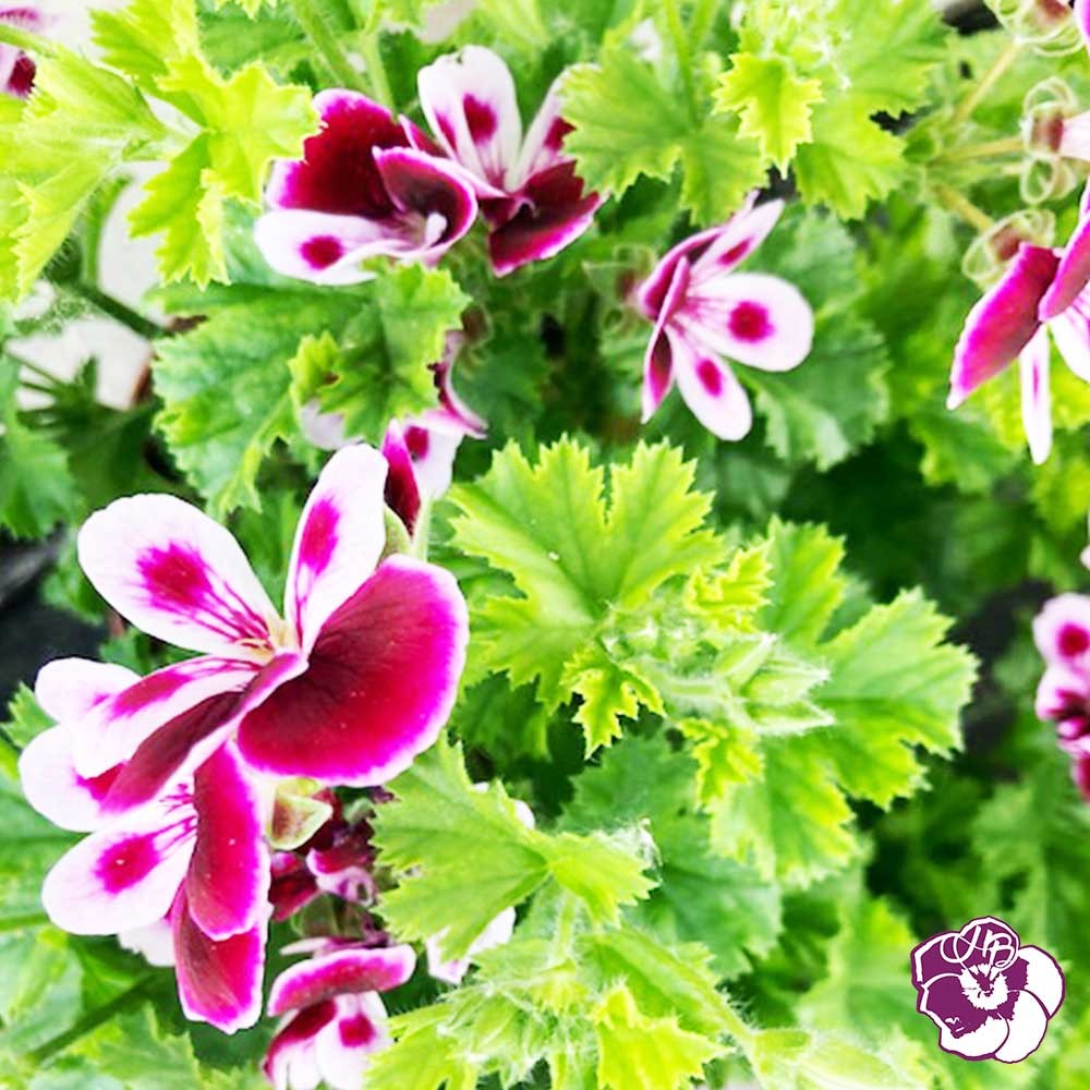 Géranium Odorant - En vente à l'Ets Horticole Boyer - Plein soleil